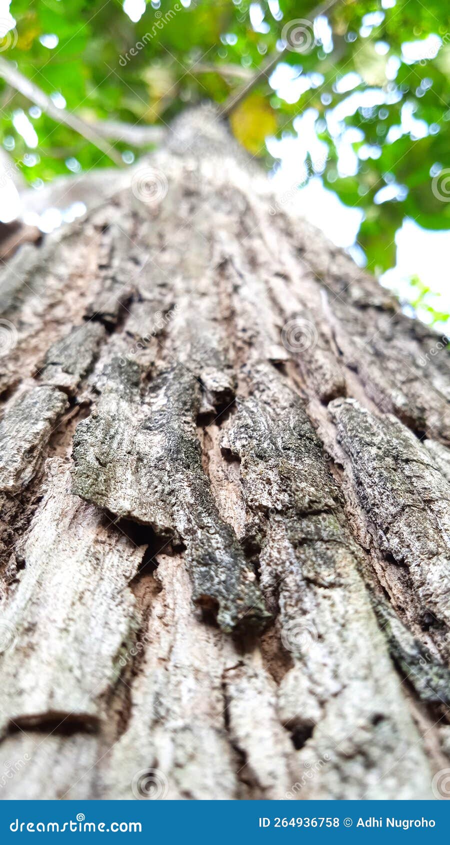 The hard tree bark stock photo. Image of wildlife, insect - 264936758