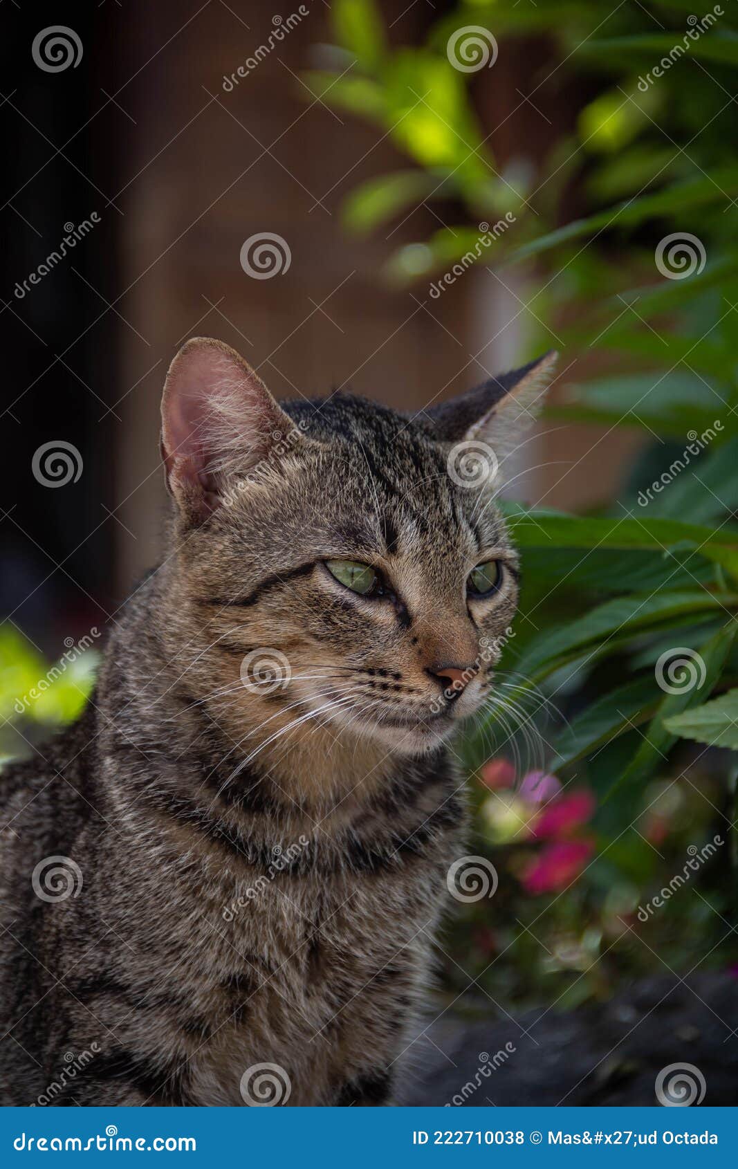 Tough cat looking stock photo. Image of flower, kitten - 222710038
