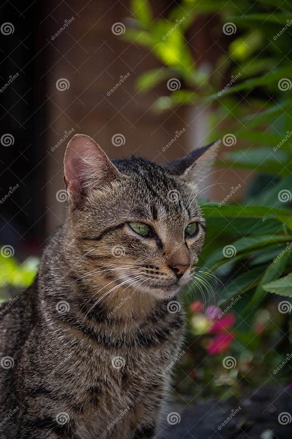 Tough cat looking stock photo. Image of flower, kitten - 222710038