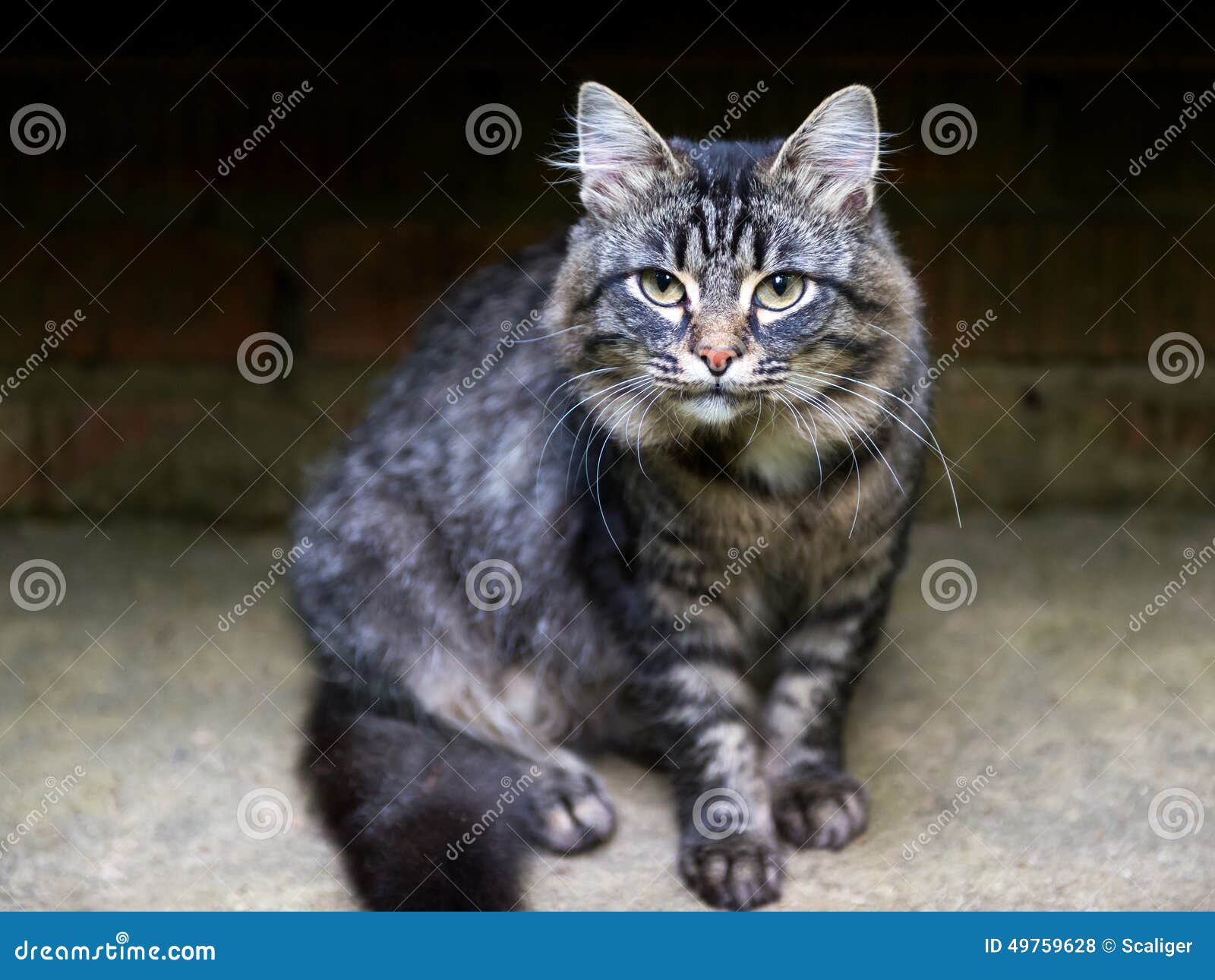 Tough cat ready for action stock photo. Image of dangerous - 49759628
