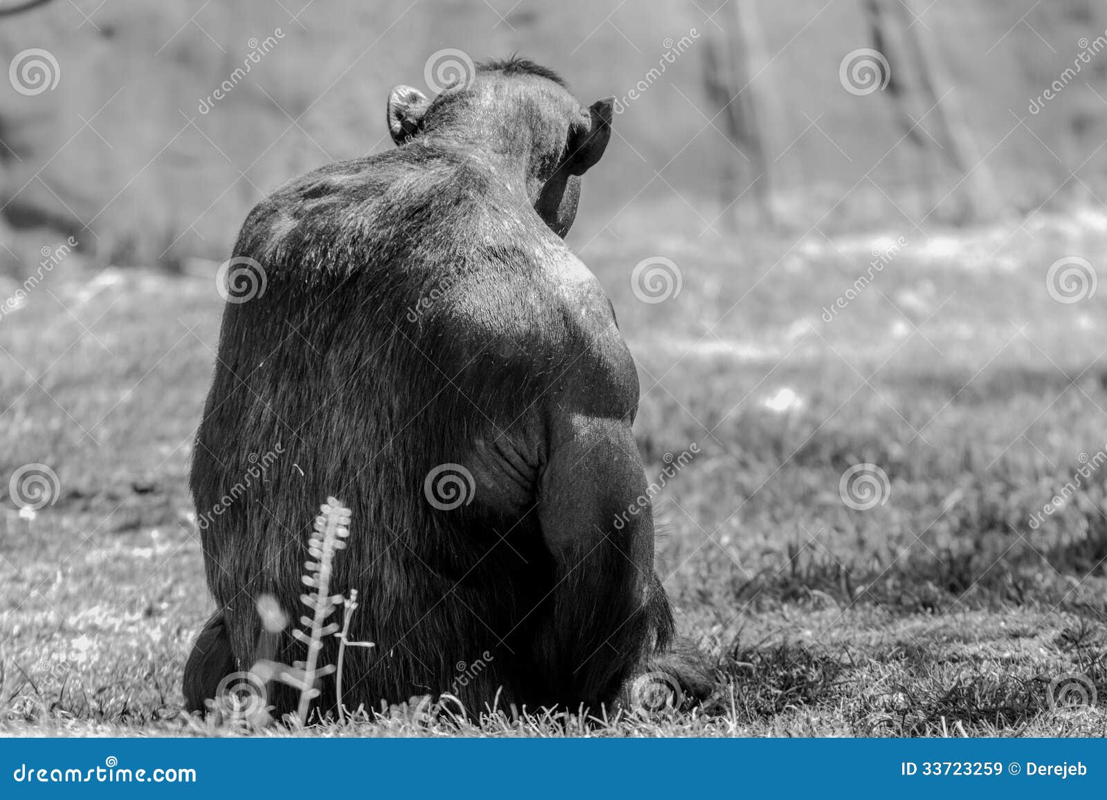 Tough guy stock image. Image of monkey, black, primate - 33723259