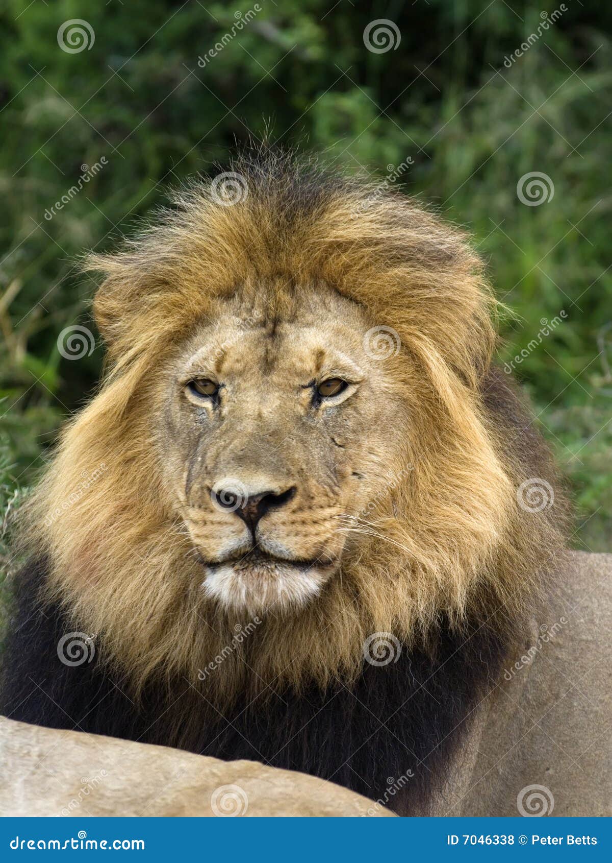 Tough Lion stock photo. Image of leader, instinct, masculine - 7046338