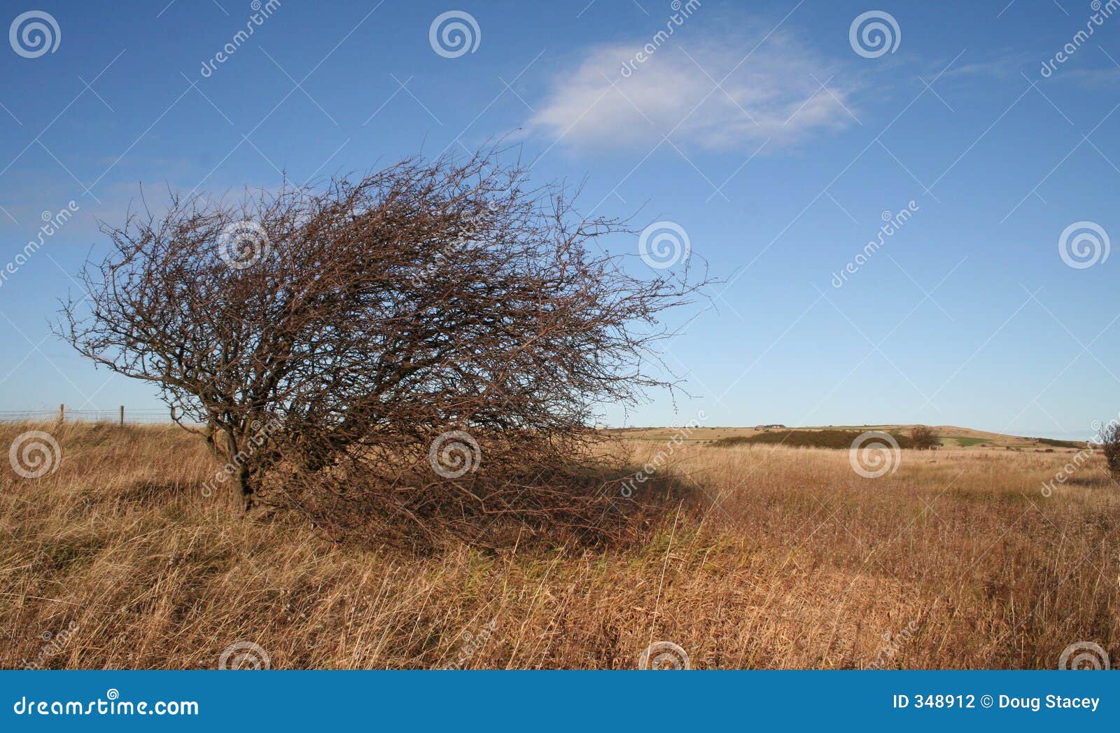 Tough little tree stock photo. Image of horizons, beach - 348912