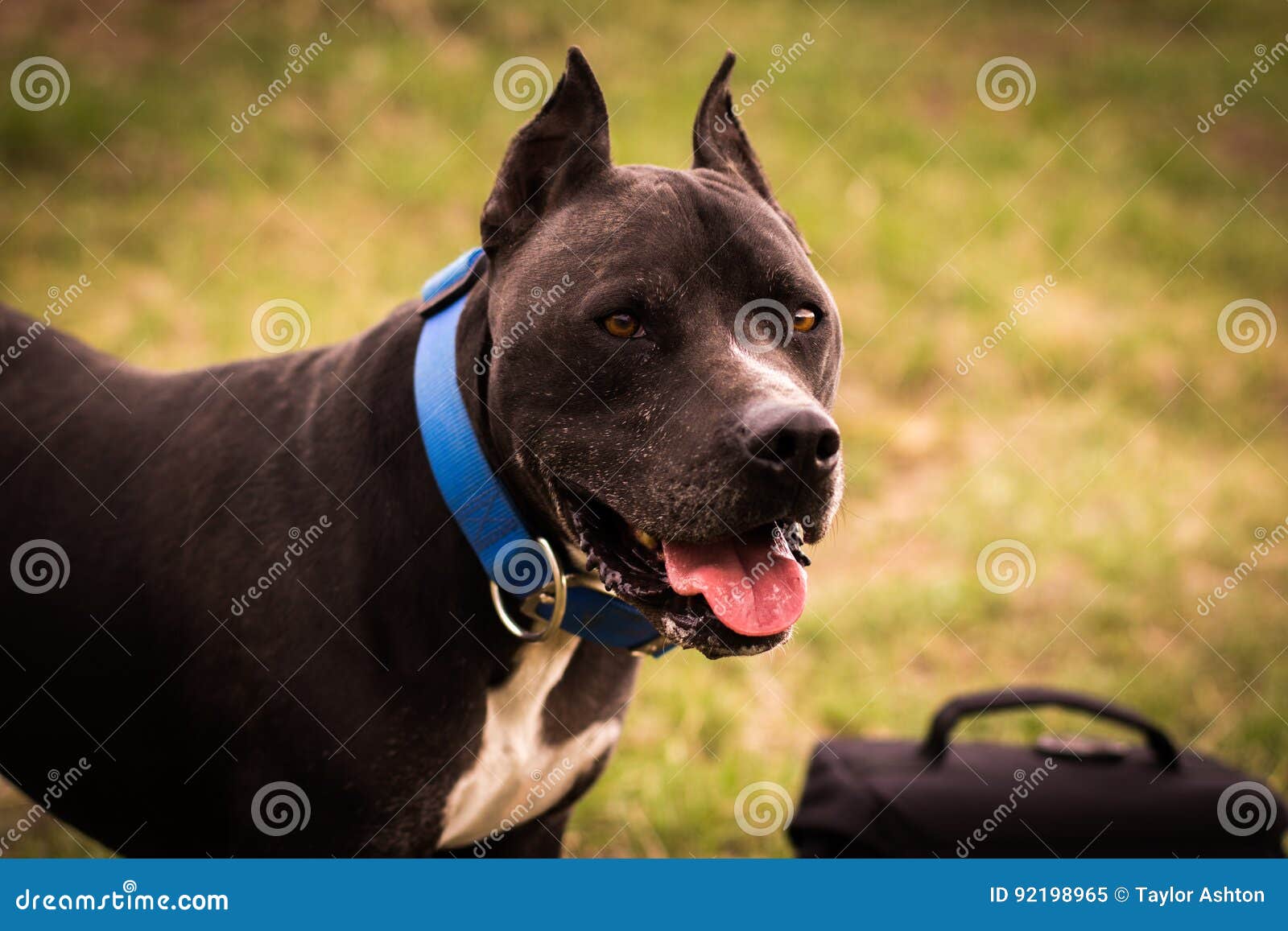 Tough pitbull stock image. Image of showing, beautiful - 92198965