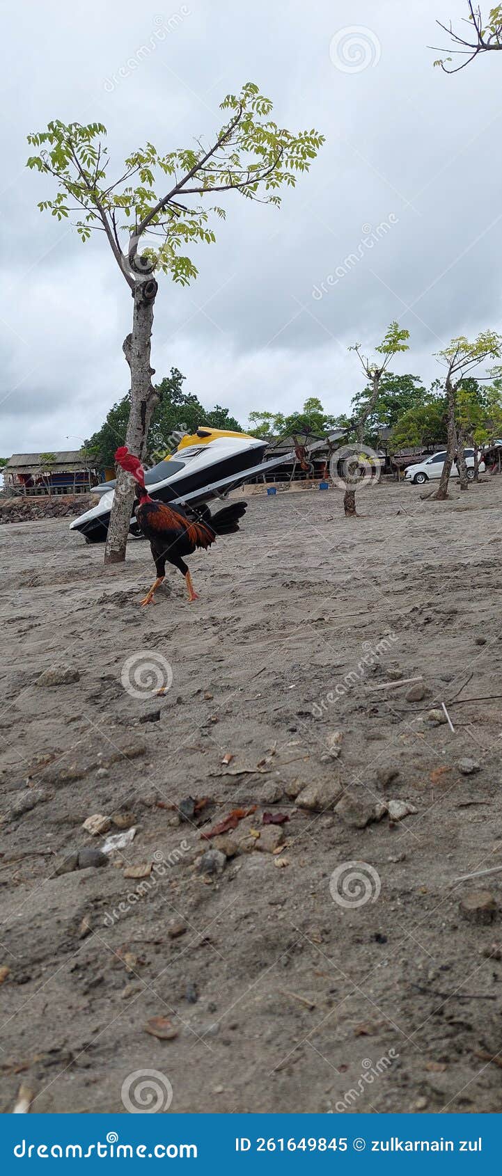 A Tough Rooster on a Sandy Beach Stock Image - Image of jumping, mast ...