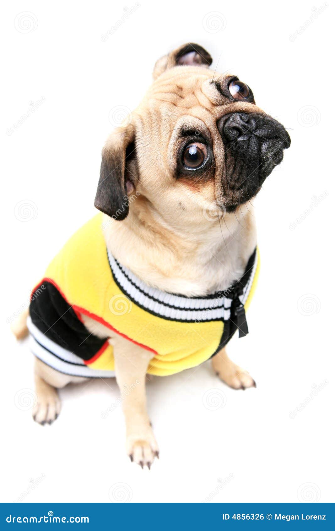 Tough Stuff stock photo. Image of adorable, carlin, alert - 4856326