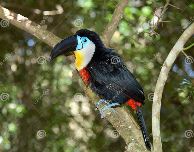 Toukan stock photo. Image of jungle, plant, blue, bush - 8173254