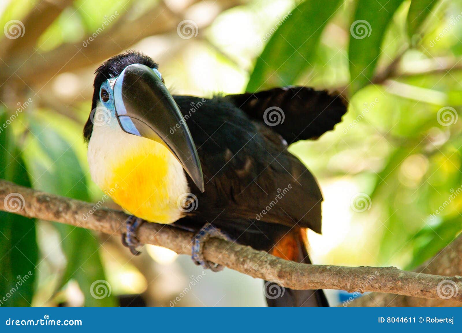 Toukan looking stock image. Image of color, jungle, close - 8044611