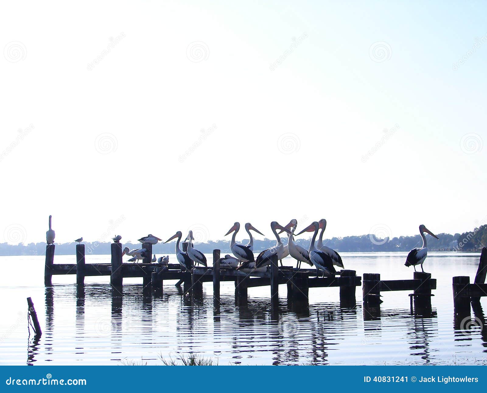 Toukley Pelicans stock image. Image of national, gardens - 40831241