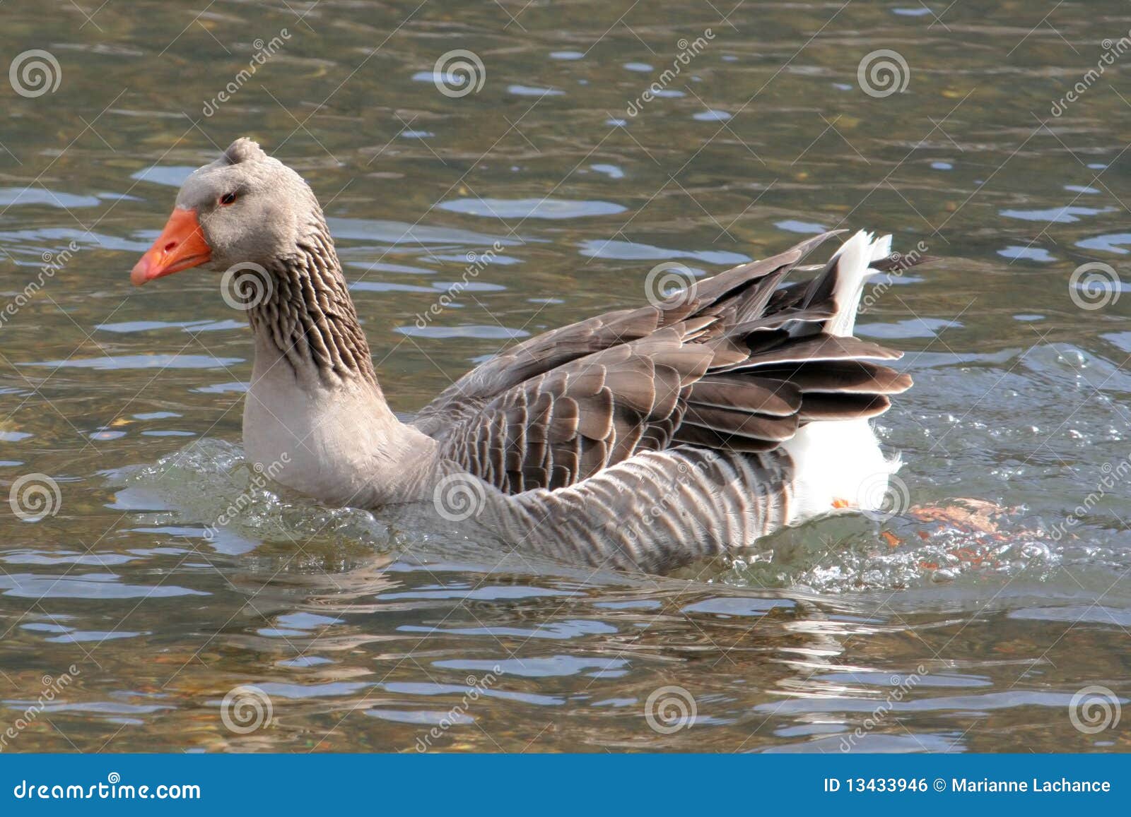 Toulouse goose stock photo. Image of water, swim, beak - 13433946