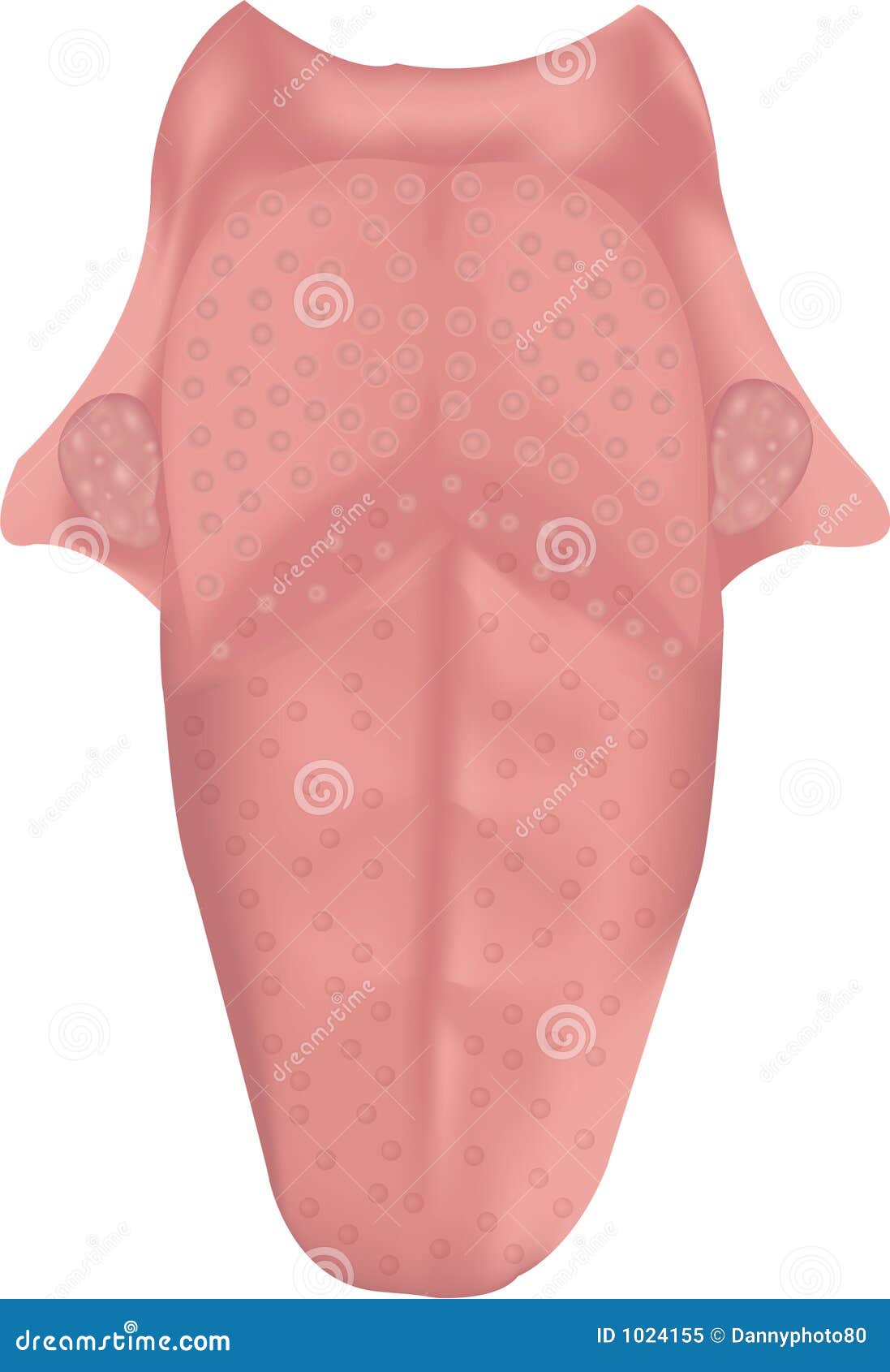 A toungue stock illustration. Illustration of tongue, anatomy - 1024155