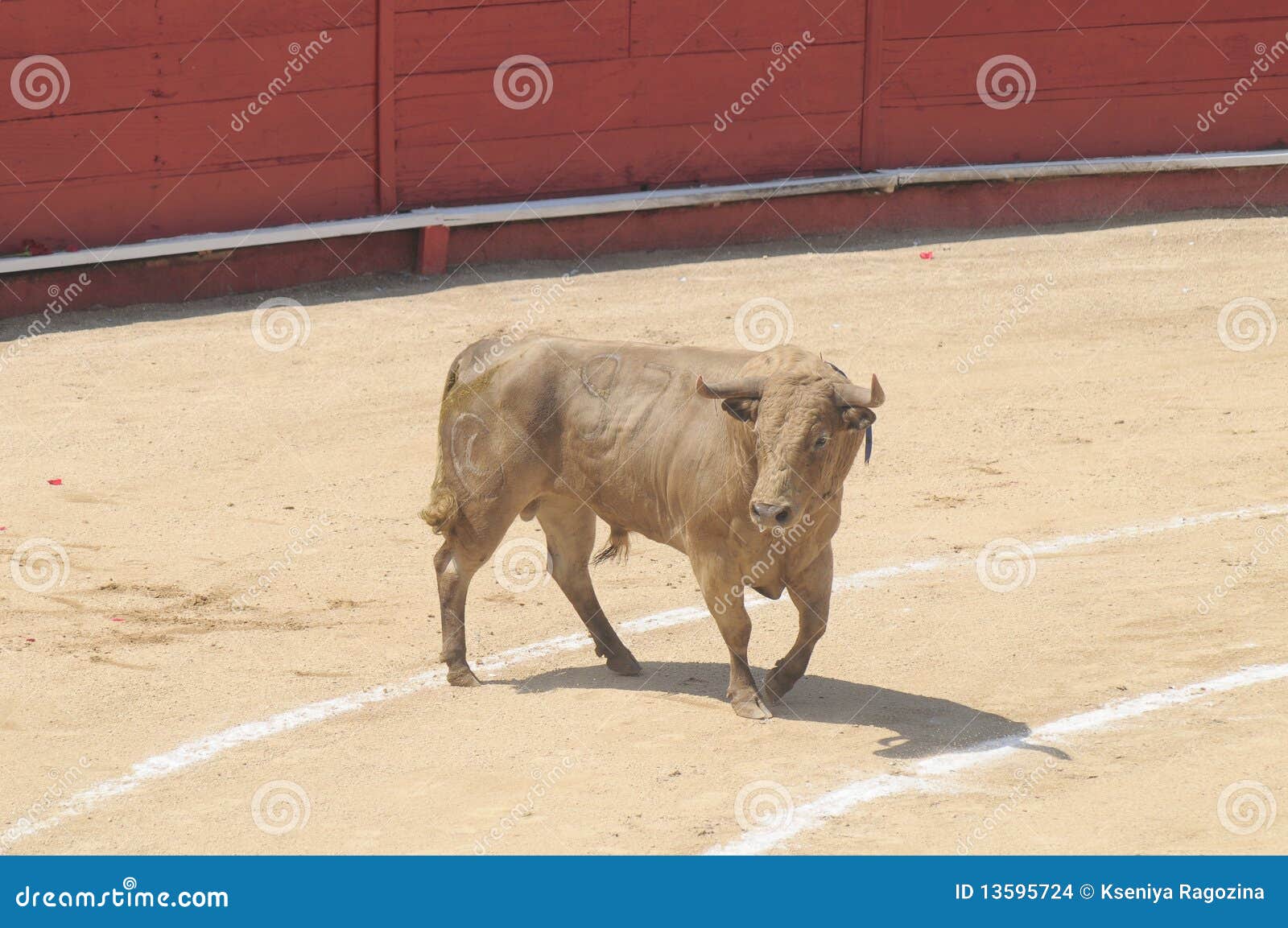 Tourada, Corrida de Toros foto de stock. Imagem de animal - 13595724