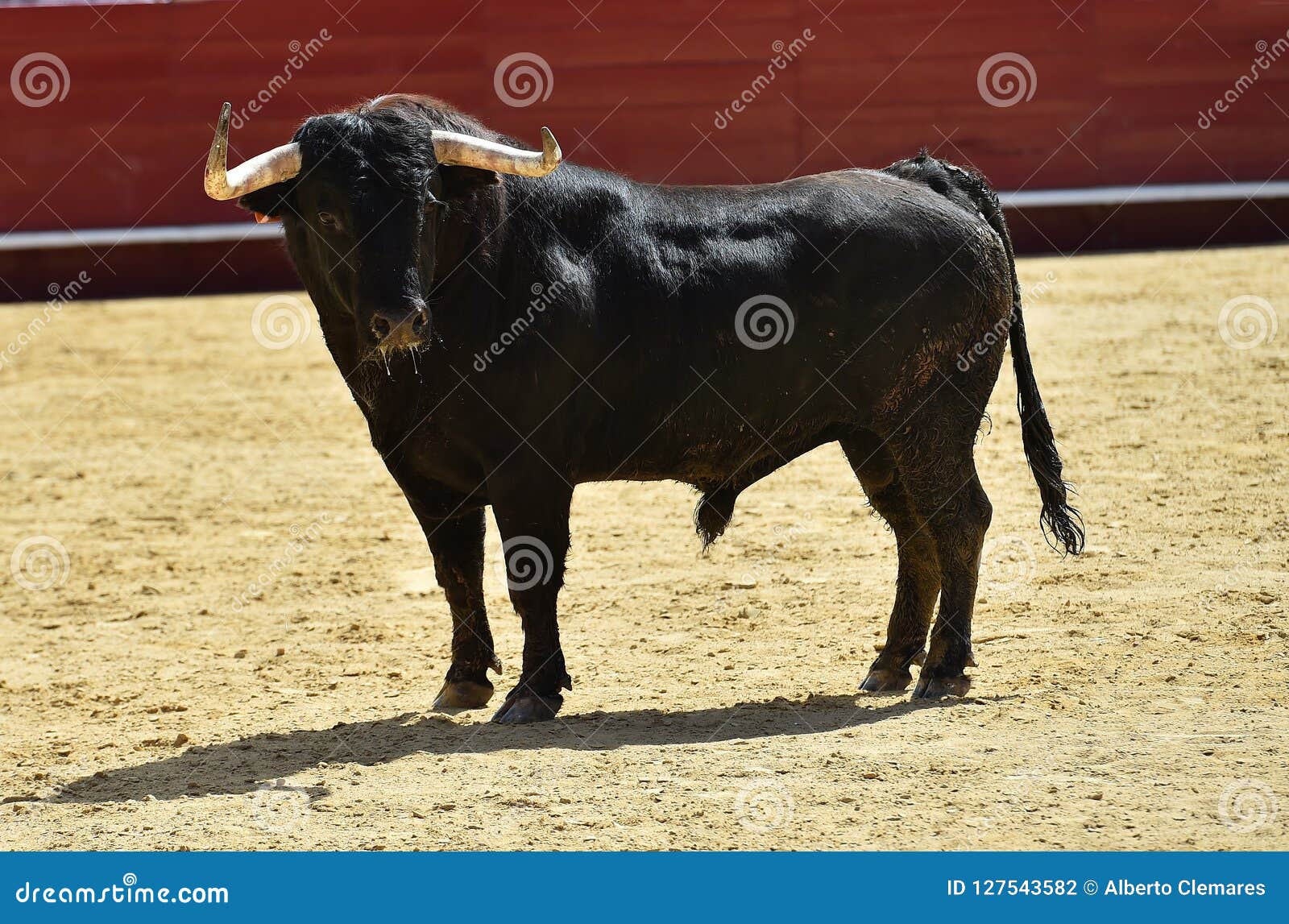 Tourada Em Spain Com Touro Grande Foto de Stock - Imagem de mostra ...