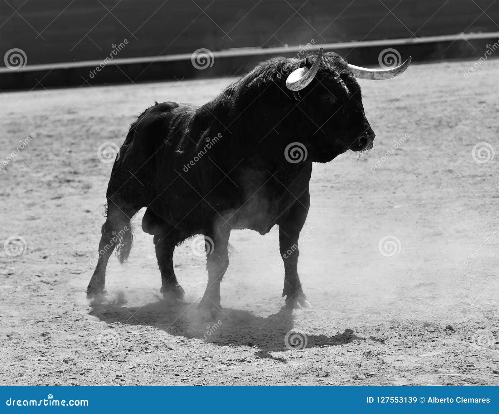 Tourada Em Spain Com Touro Grande Imagem de Stock - Imagem de arena ...