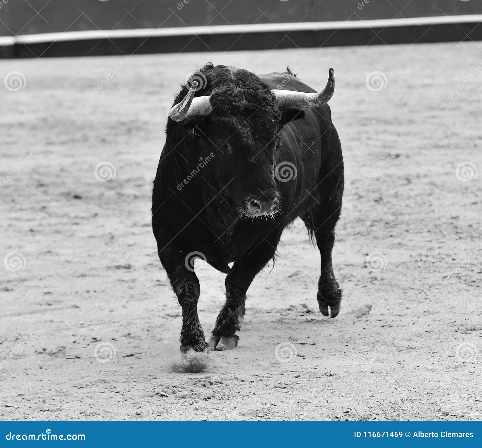 Tourada na Espanha imagem de stock. Imagem de touro - 116671469