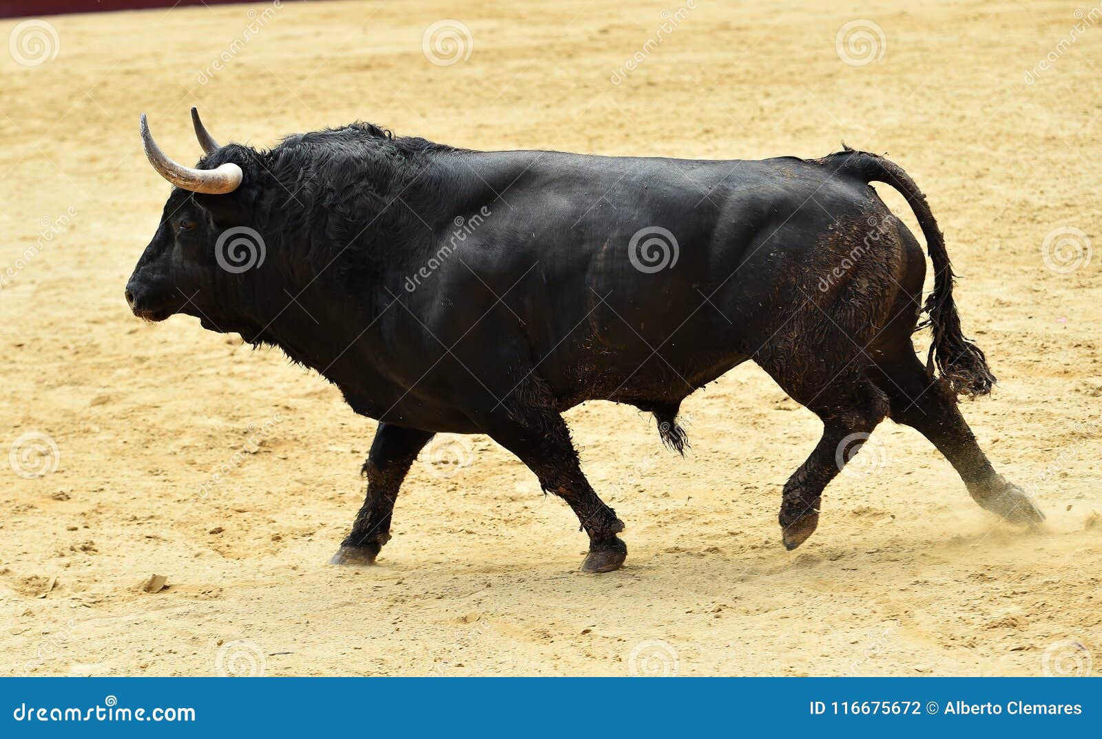 Tourada na Espanha foto de stock. Imagem de selvagem - 116675672