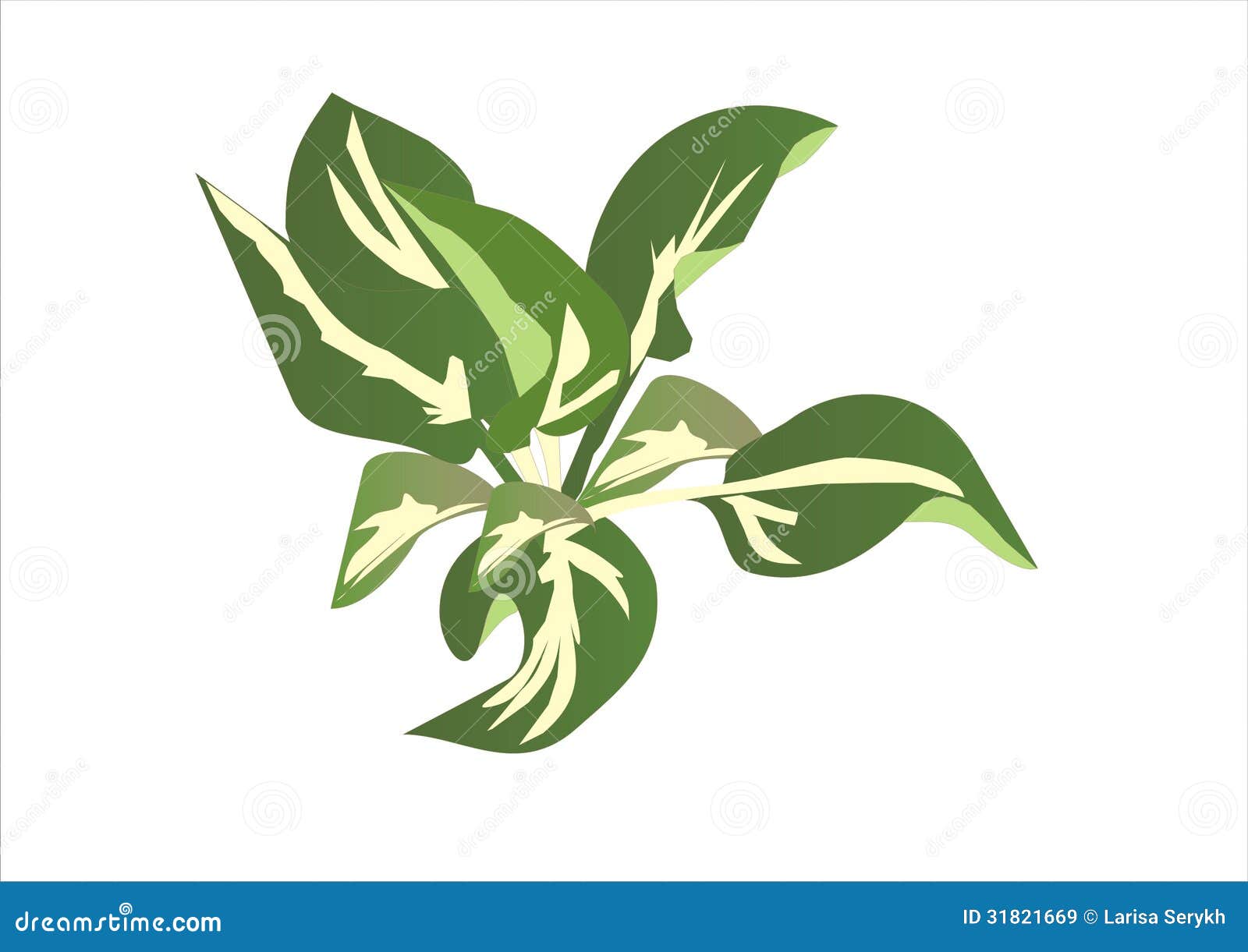 Tourbillon De Hybride De Hosta Illustration de Vecteur - Illustration ...