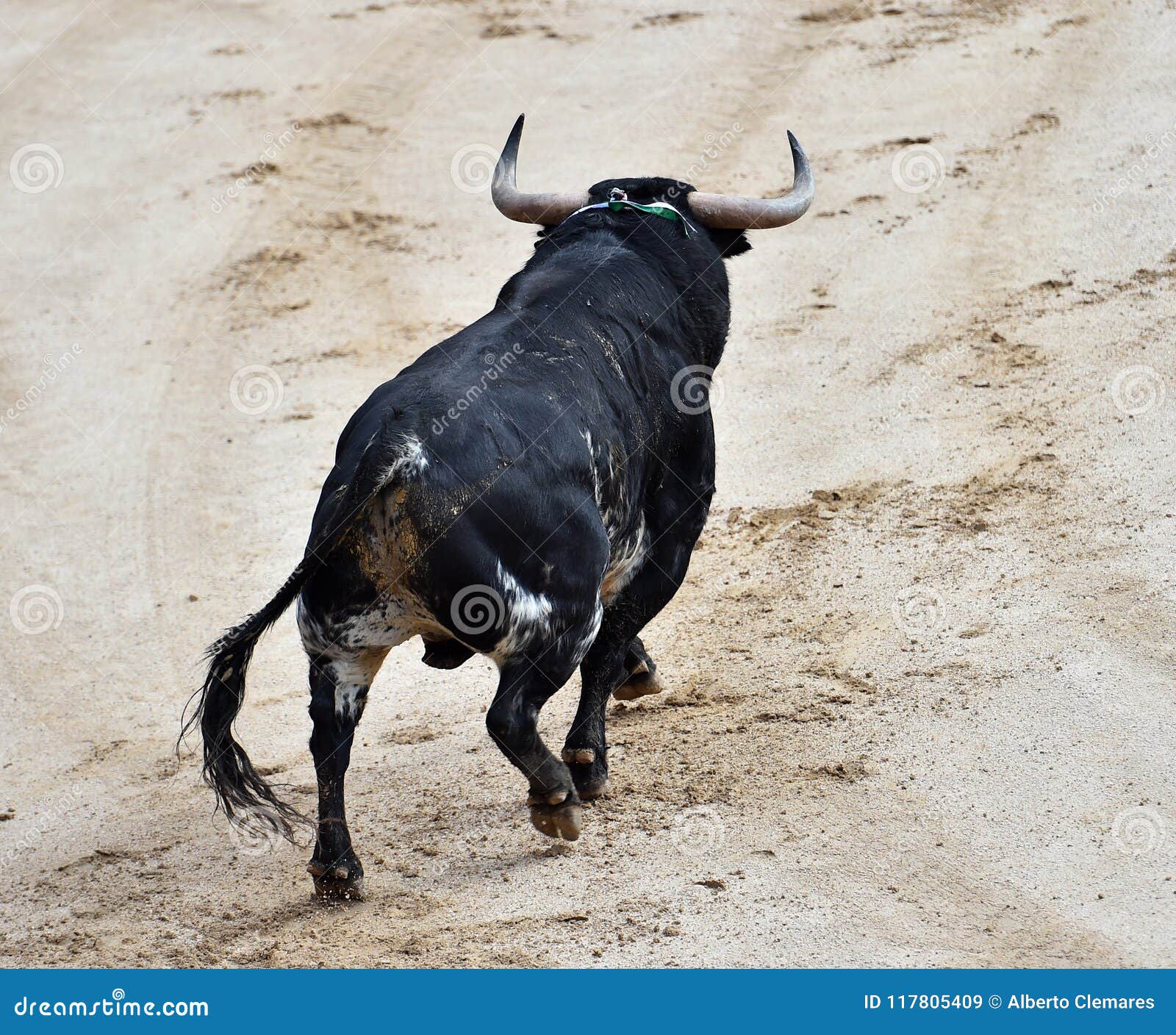 Toureiro Em Spain Com Touro Grande Imagem de Stock Editorial - Imagem ...