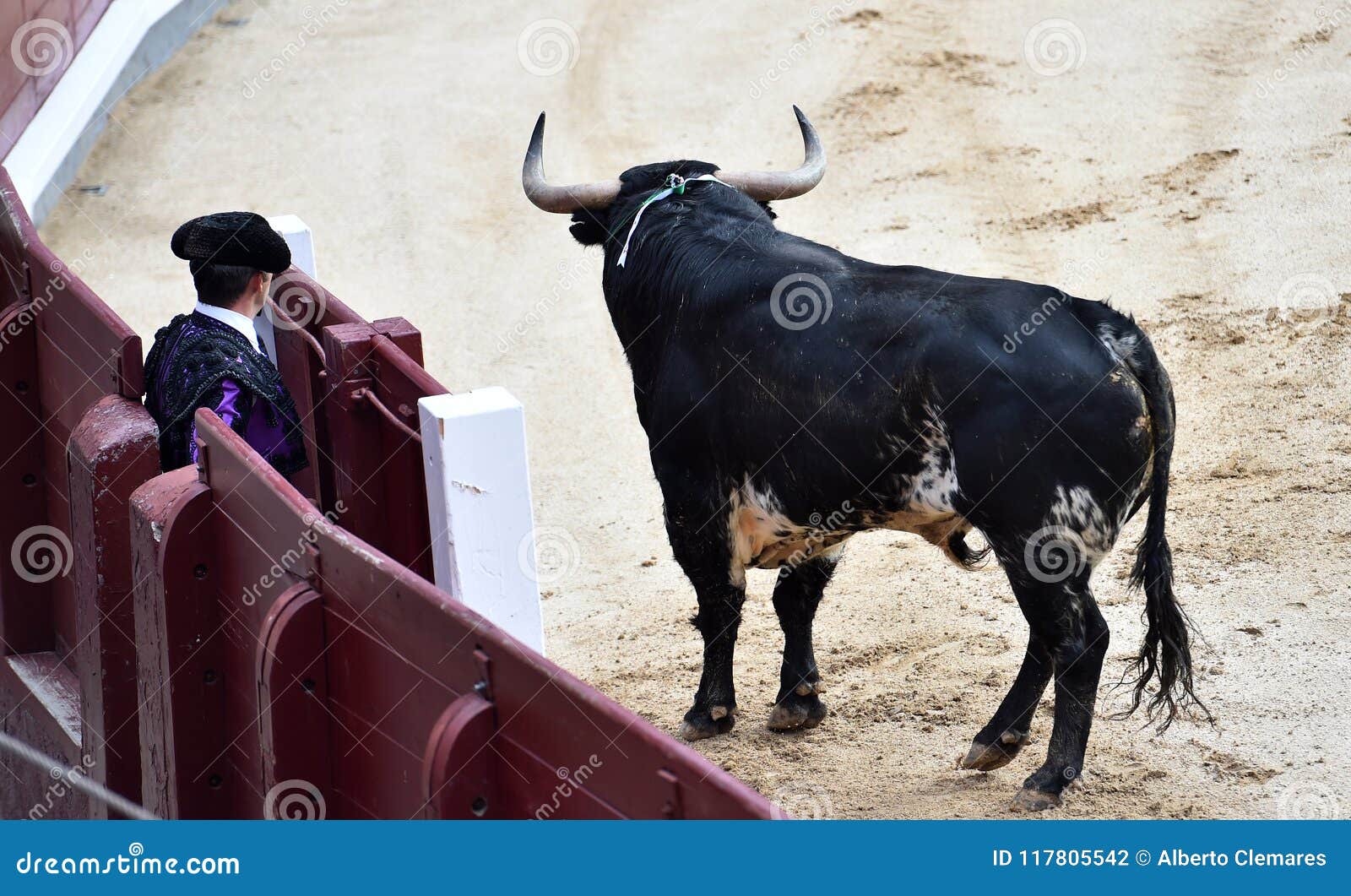 Toureiro Em Spain Com Touro Grande Fotografia Editorial - Imagem de ...