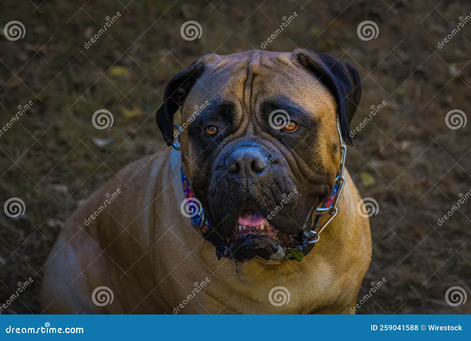 Toureiro sentado num campo foto de stock. Imagem de assento - 259041588