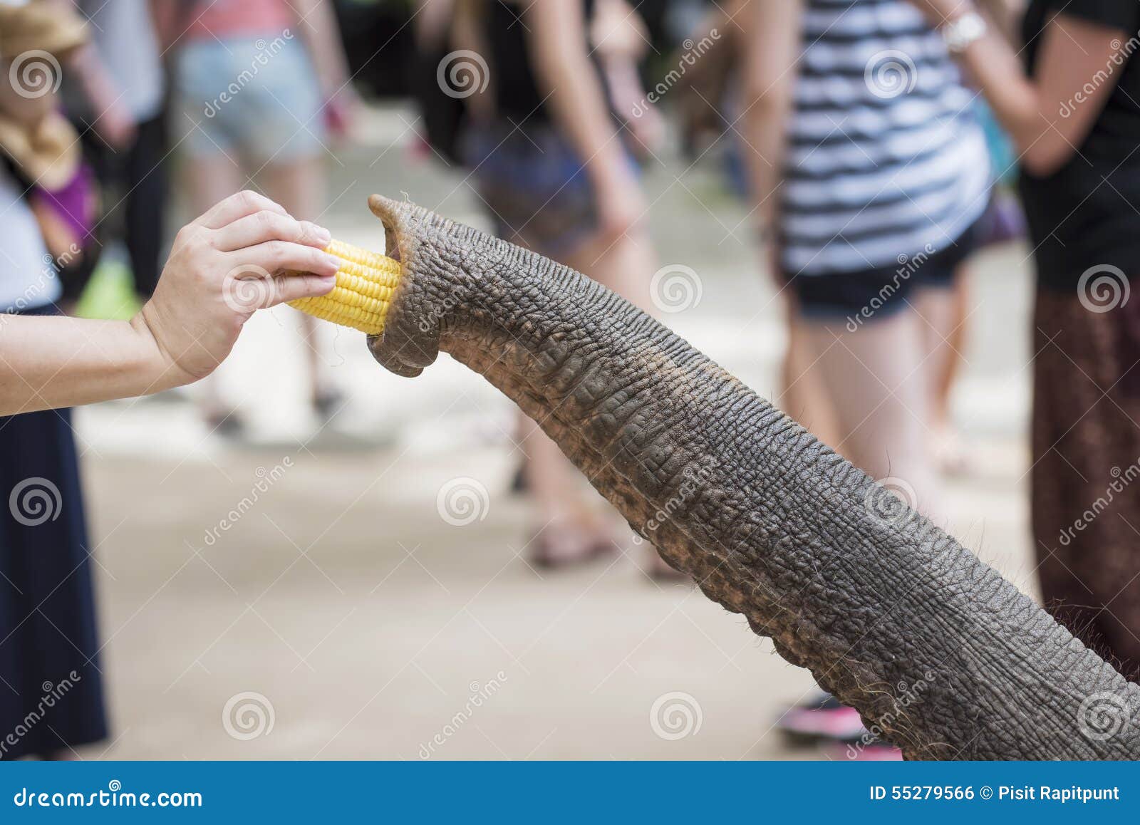 Tourism Feeding Corn To the Elephant Stock Photo - Image of tourism ...