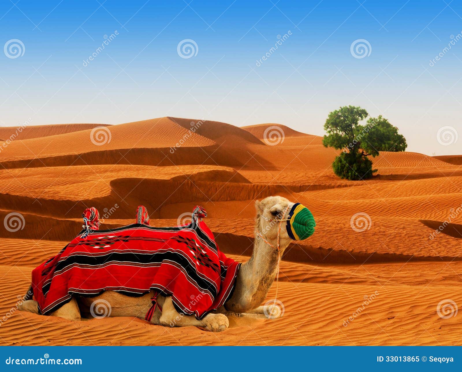 Tourist camel on sand stock image. Image of adventure - 33013865