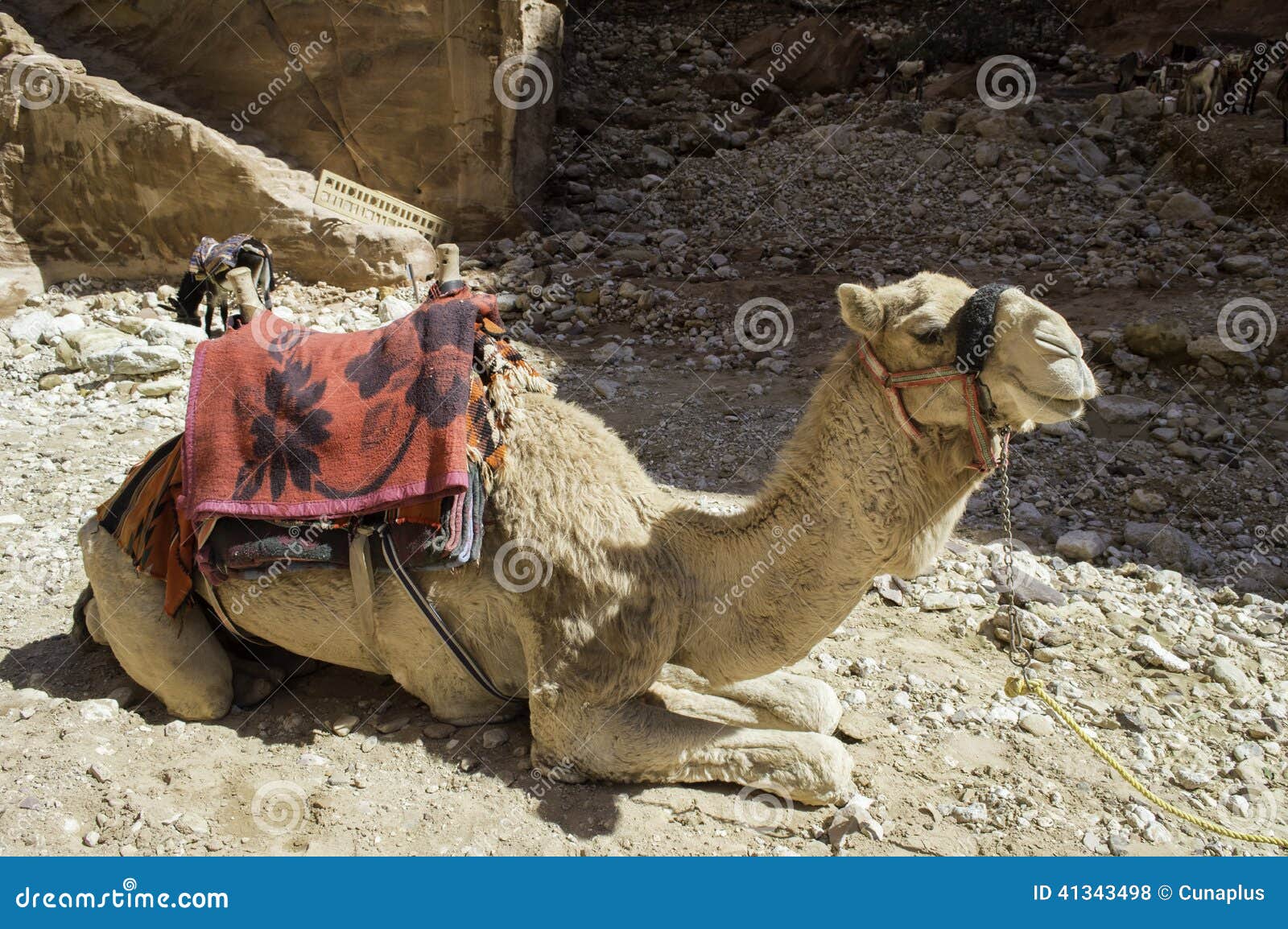 Tourist Camel stock photo. Image of desert, face, summer - 41343498