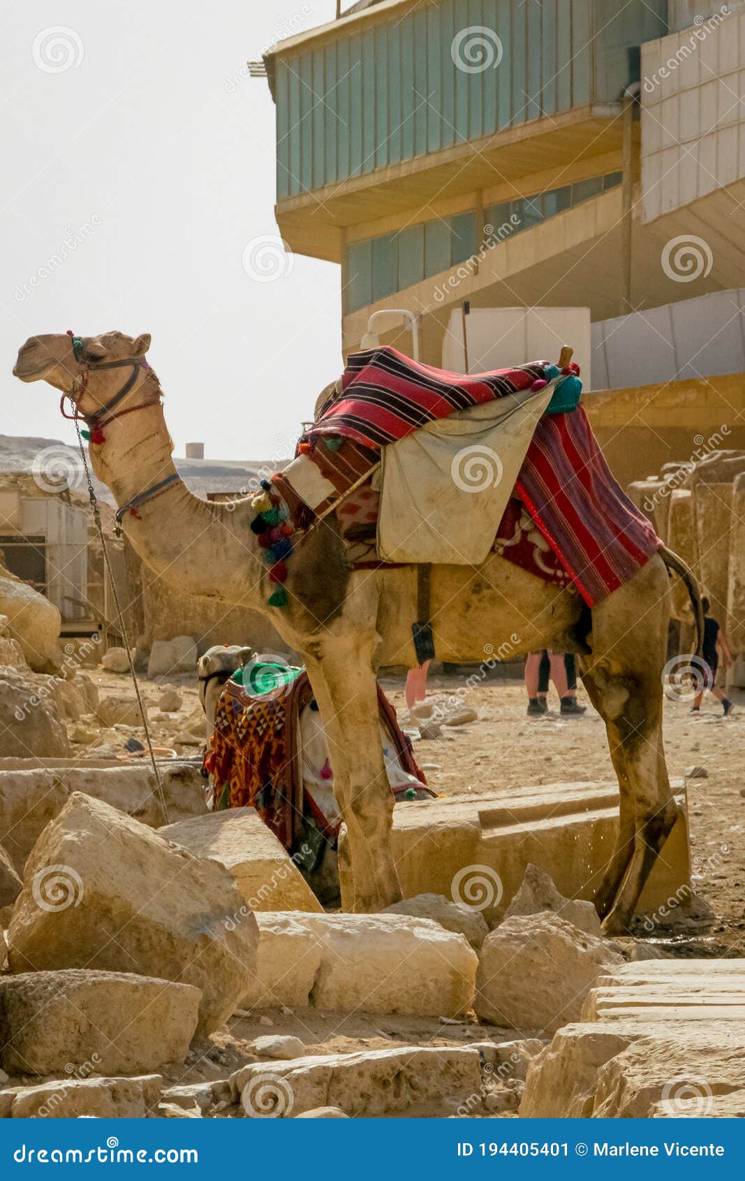 Tourist Camels in the Pyramids of Egypt Stock Image - Image of cairo ...