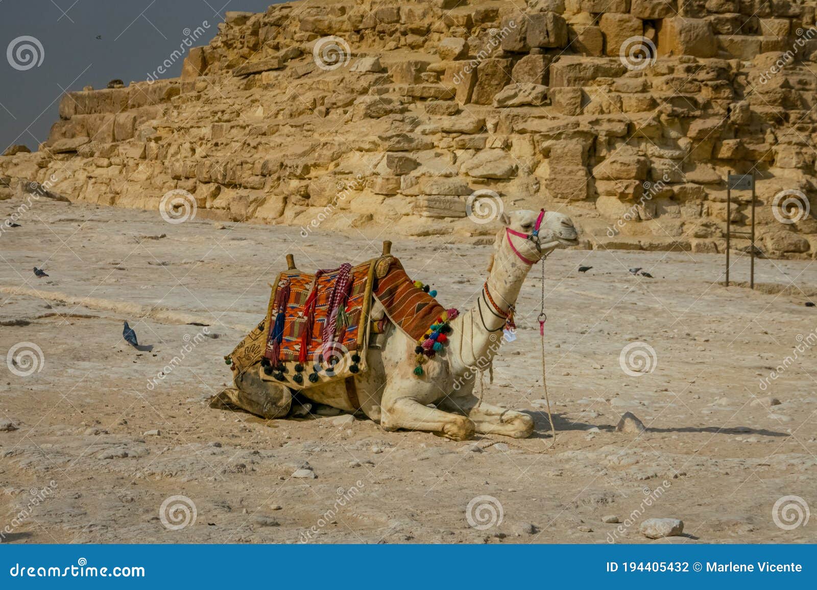 Tourist Camels in the Pyramids of Egypt Stock Photo - Image of animal ...
