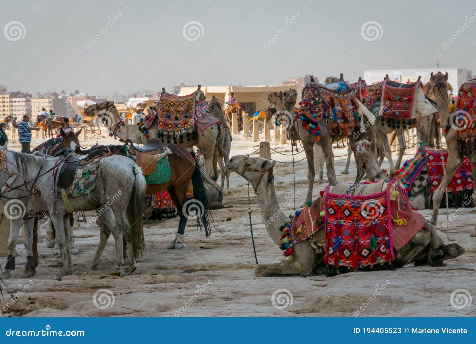 Tourist Camels in the Pyramids of Egypt Editorial Stock Photo - Image ...