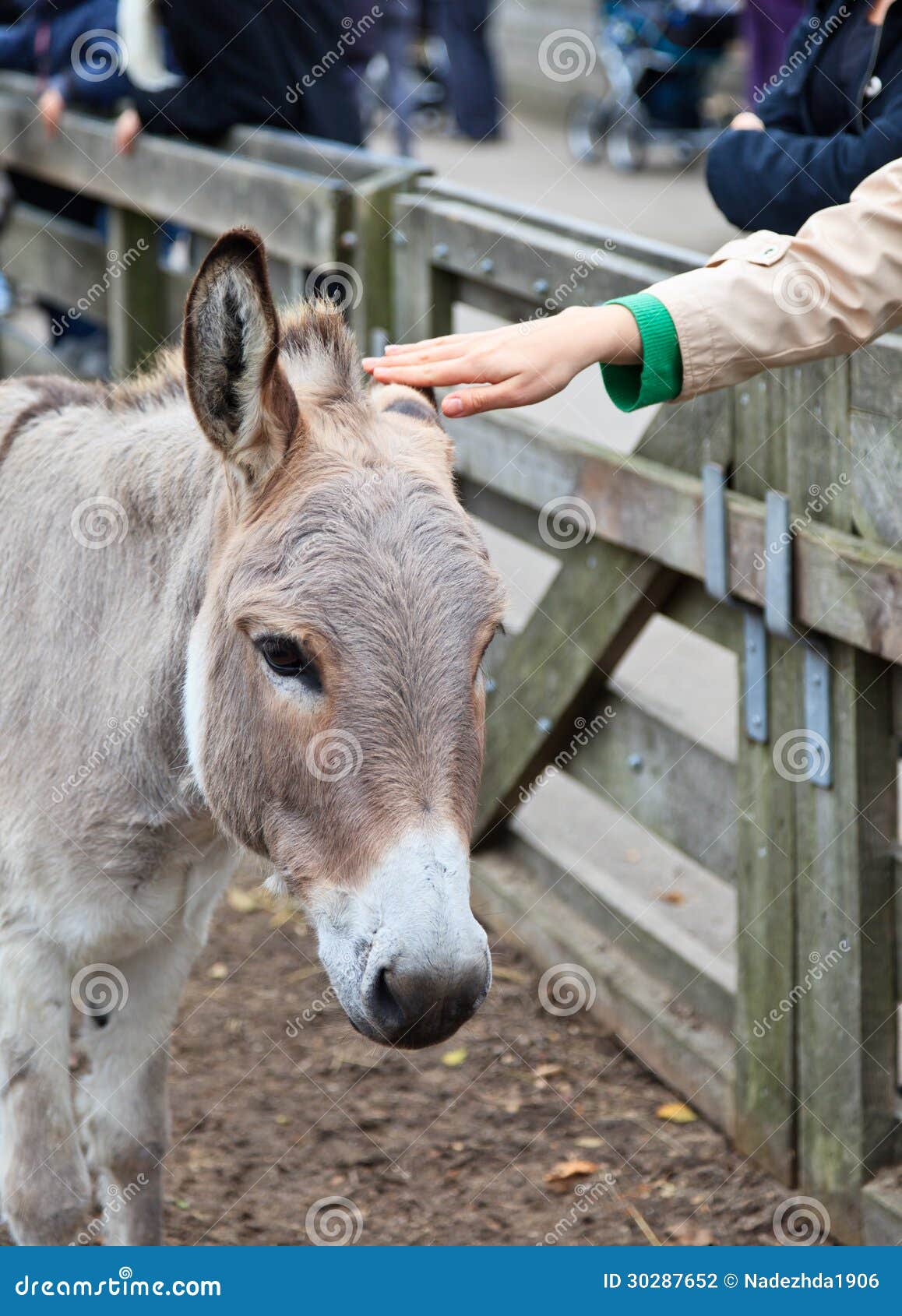 Touching donkey in the zoo stock photo. Image of adorable - 30287652