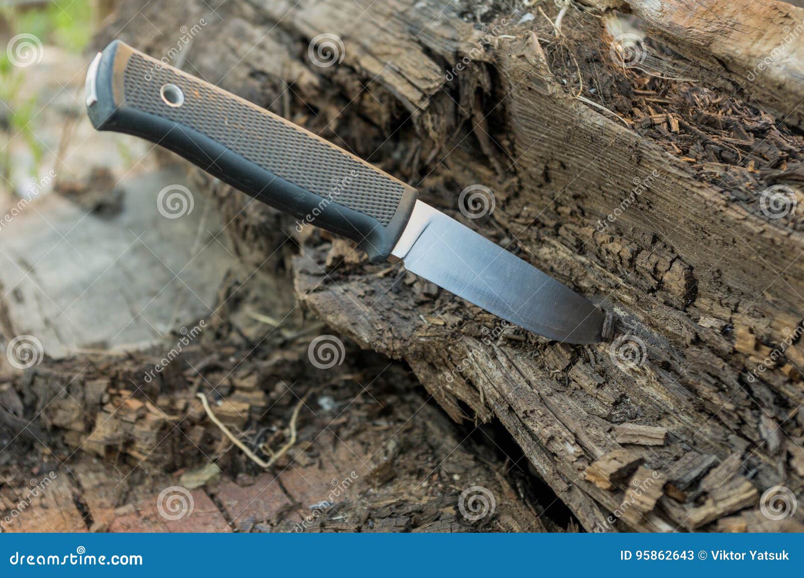 The Tourist Knife is Built into a Tree. Side View Stock Image - Image ...