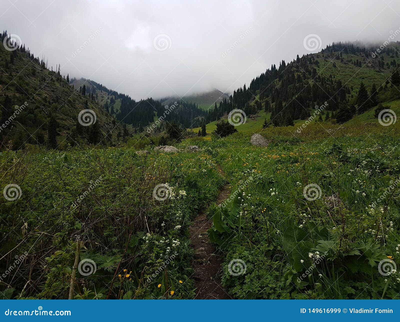 Tourist Path in the Mountain Forest. Stock Image - Image of meadows ...