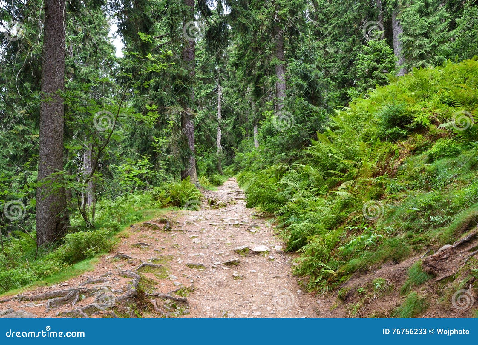 Tourist Path in a Green Forest Stock Image - Image of czech, green ...