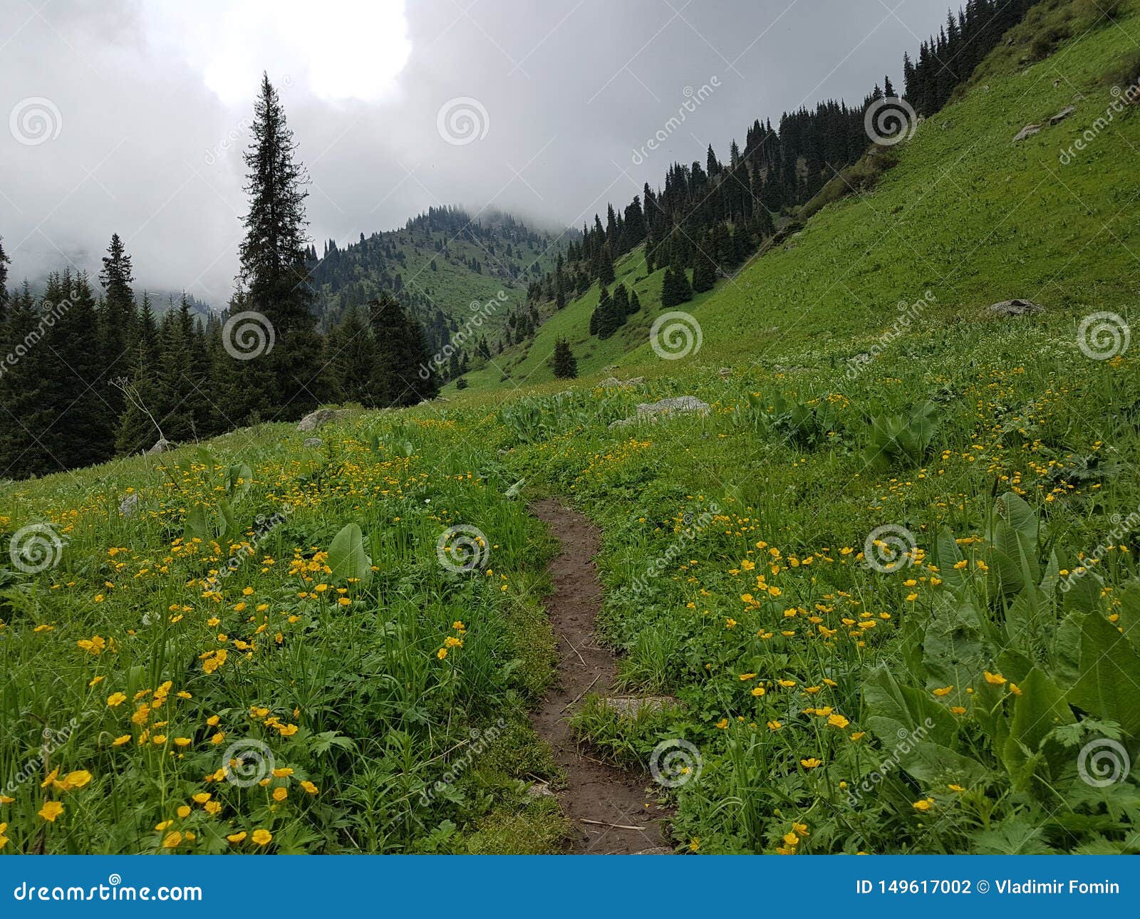 Tourist Path in the Mountain Forest. Stock Photo - Image of life, grass ...