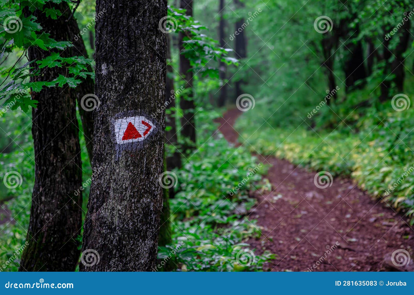 Tourist Path Sign on Tree in Green Forest Stock Image - Image of road ...