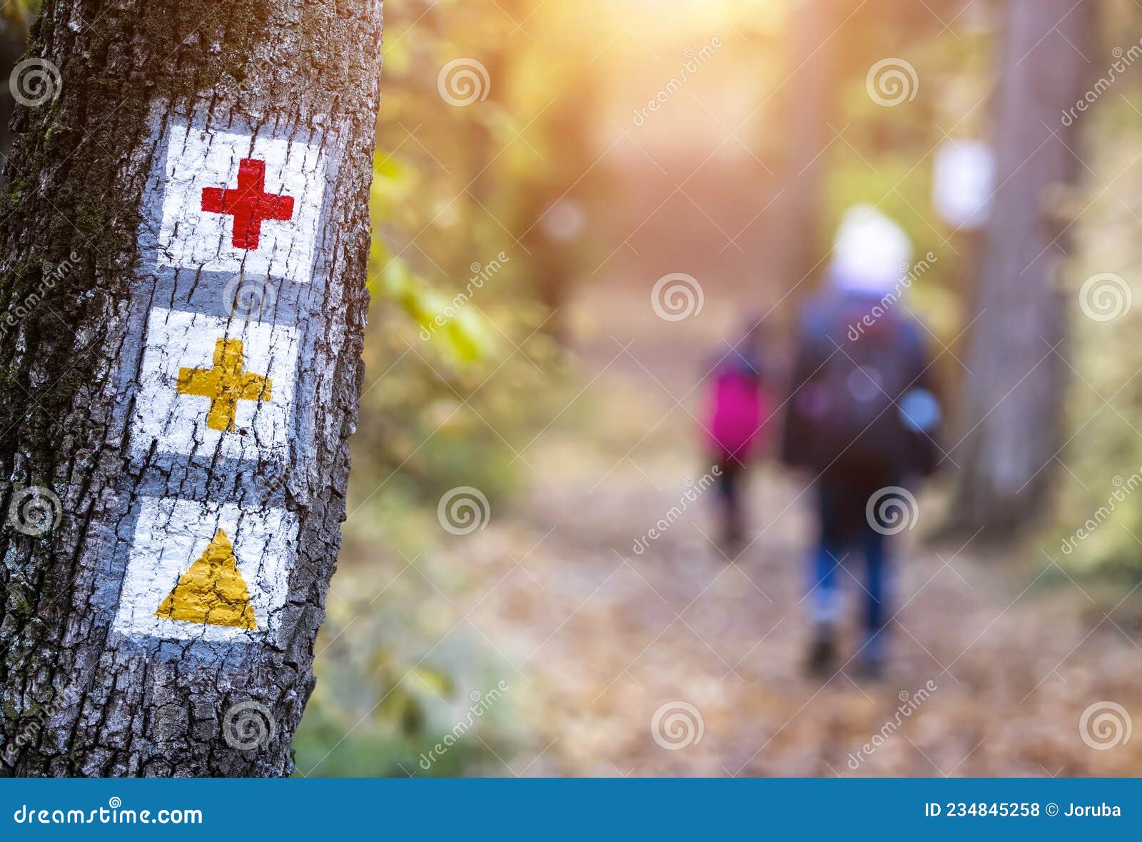 Tourist Path Signs on Tree in Forest Stock Photo - Image of mark, hike ...