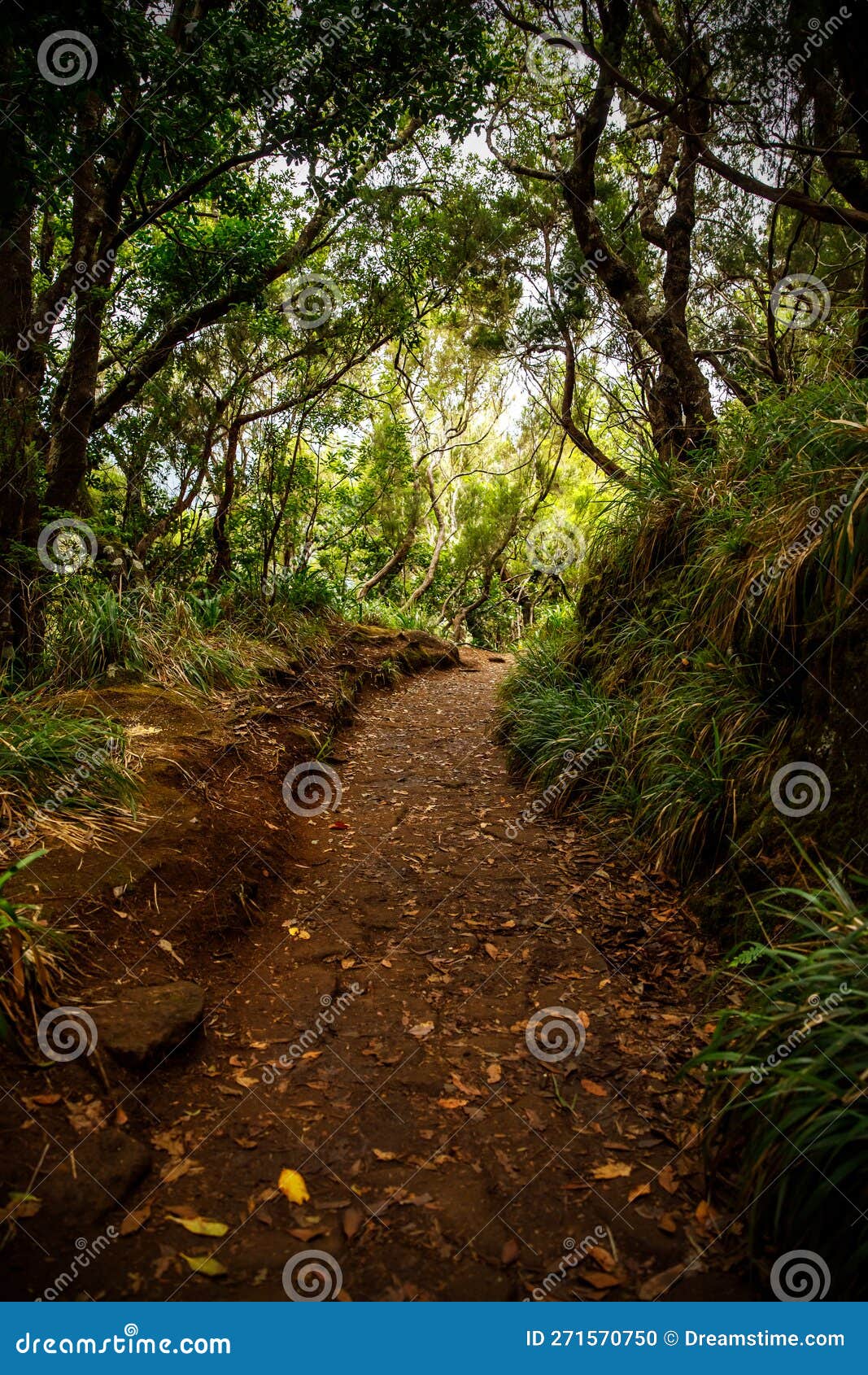 Tourist Path through Tropical Forest, Levada on Madeira Island. Stock ...