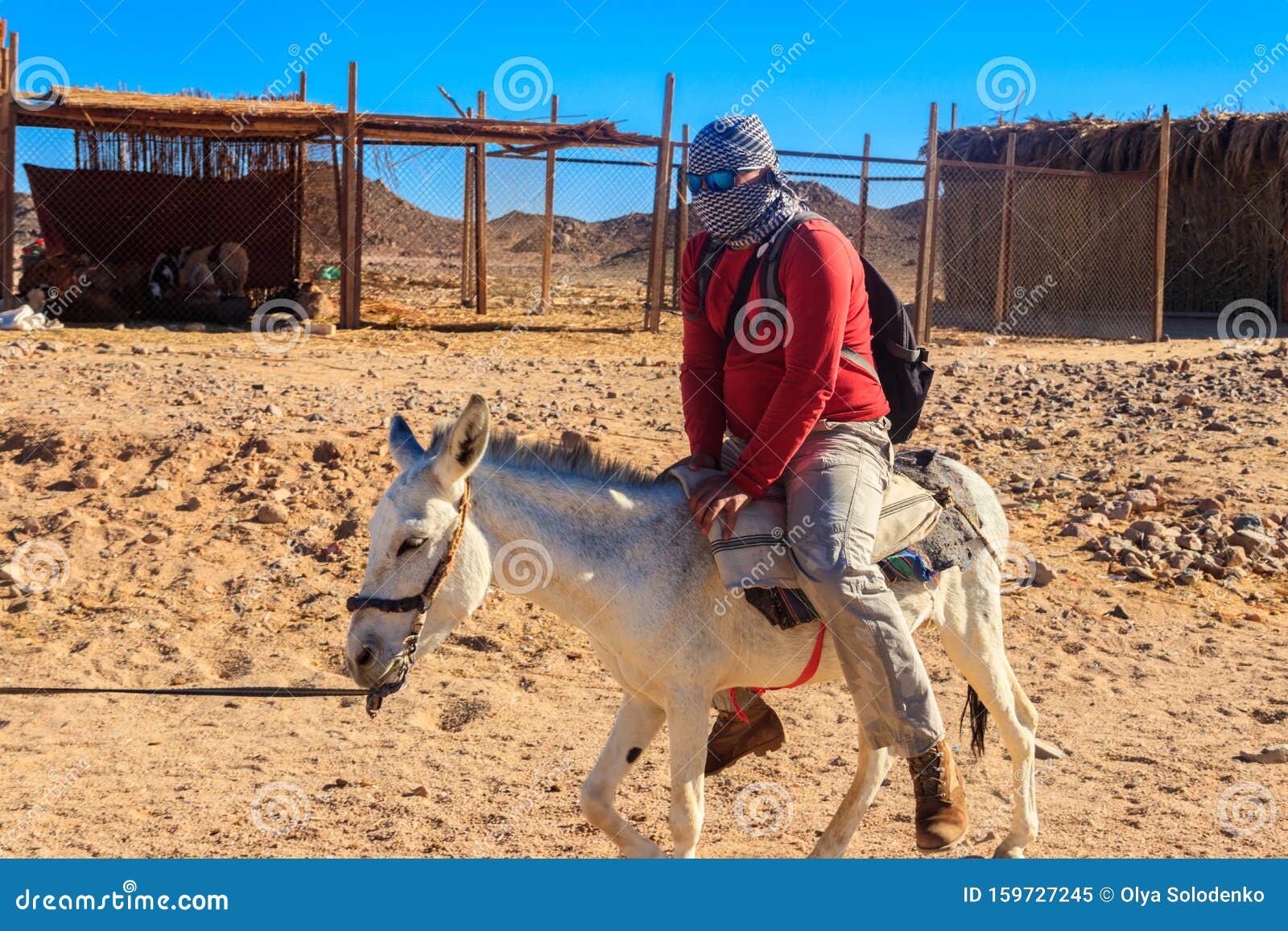Tourist Ride a Donkey in Arabian Desert, Egypt Stock Image - Image of ...