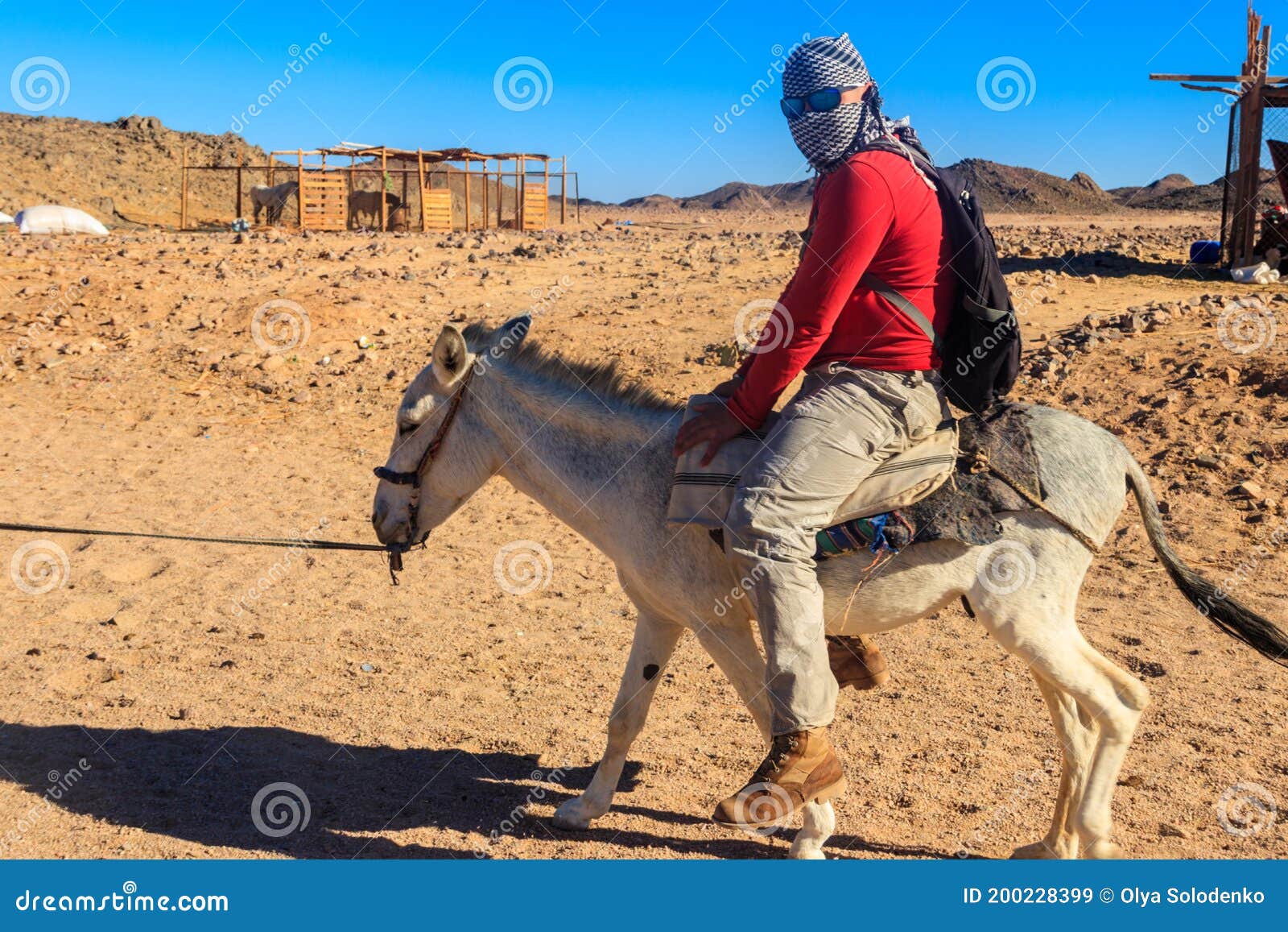 Tourist Ride Donkey in Arabian Desert, Egypt Stock Image - Image of ...