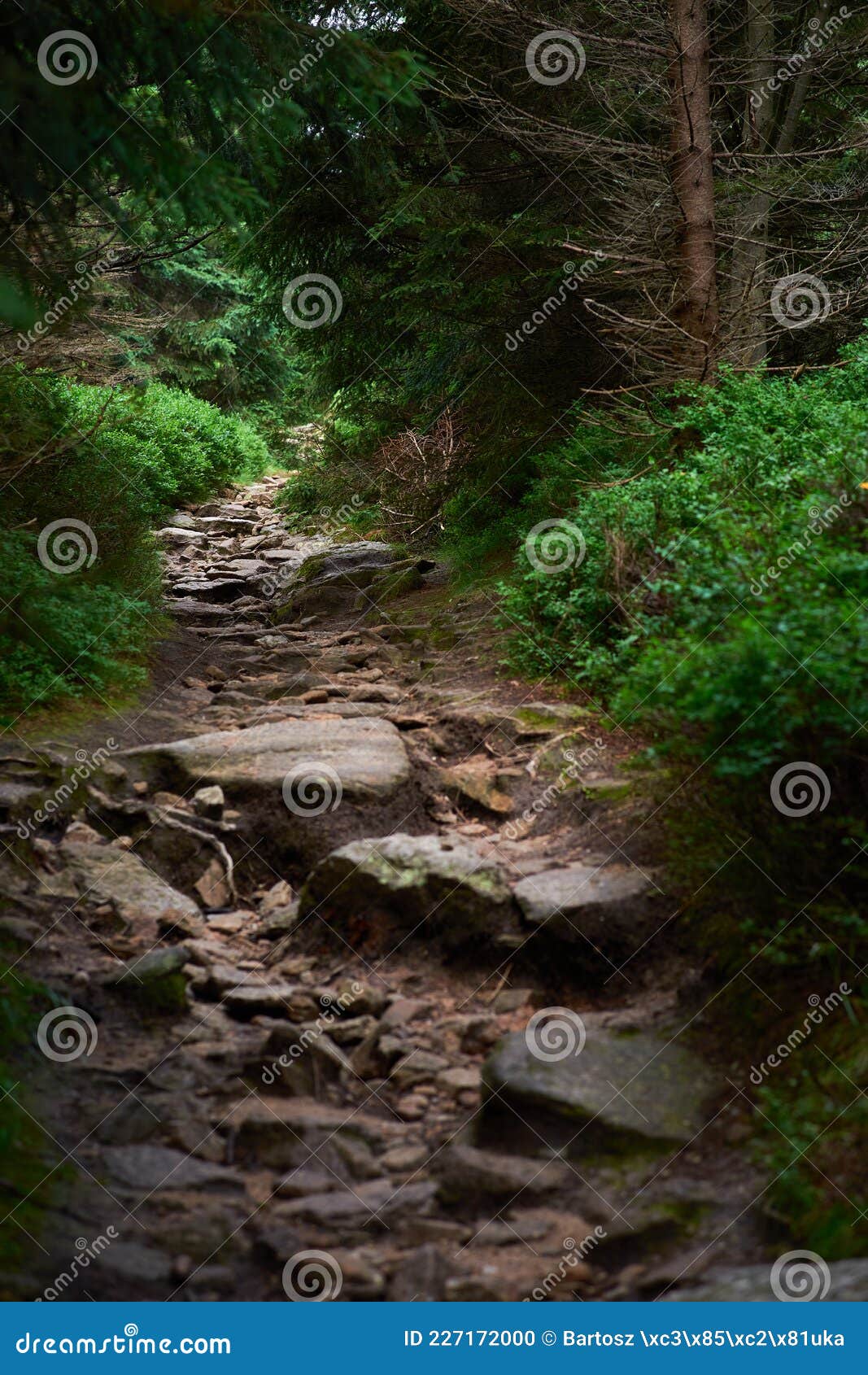 A Bumpy Path Covered with Stones Hidden in Dense Forest Stock Photo ...