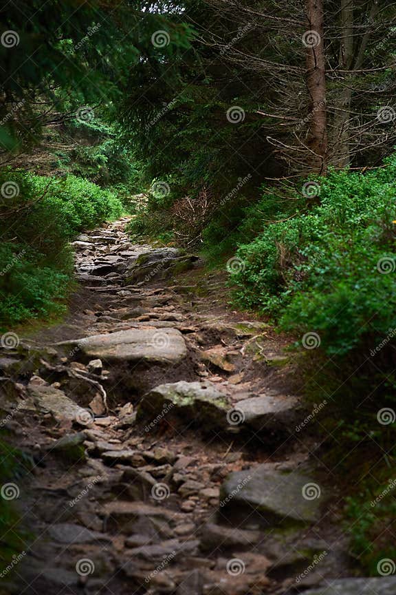 A Bumpy Path Covered with Stones Hidden in Dense Forest Stock Photo ...