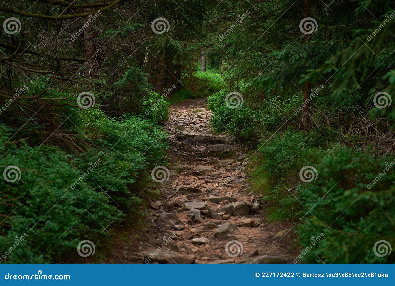 A Bumpy Path Covered with Stones Hidden in Dense Forest Stock Photo ...