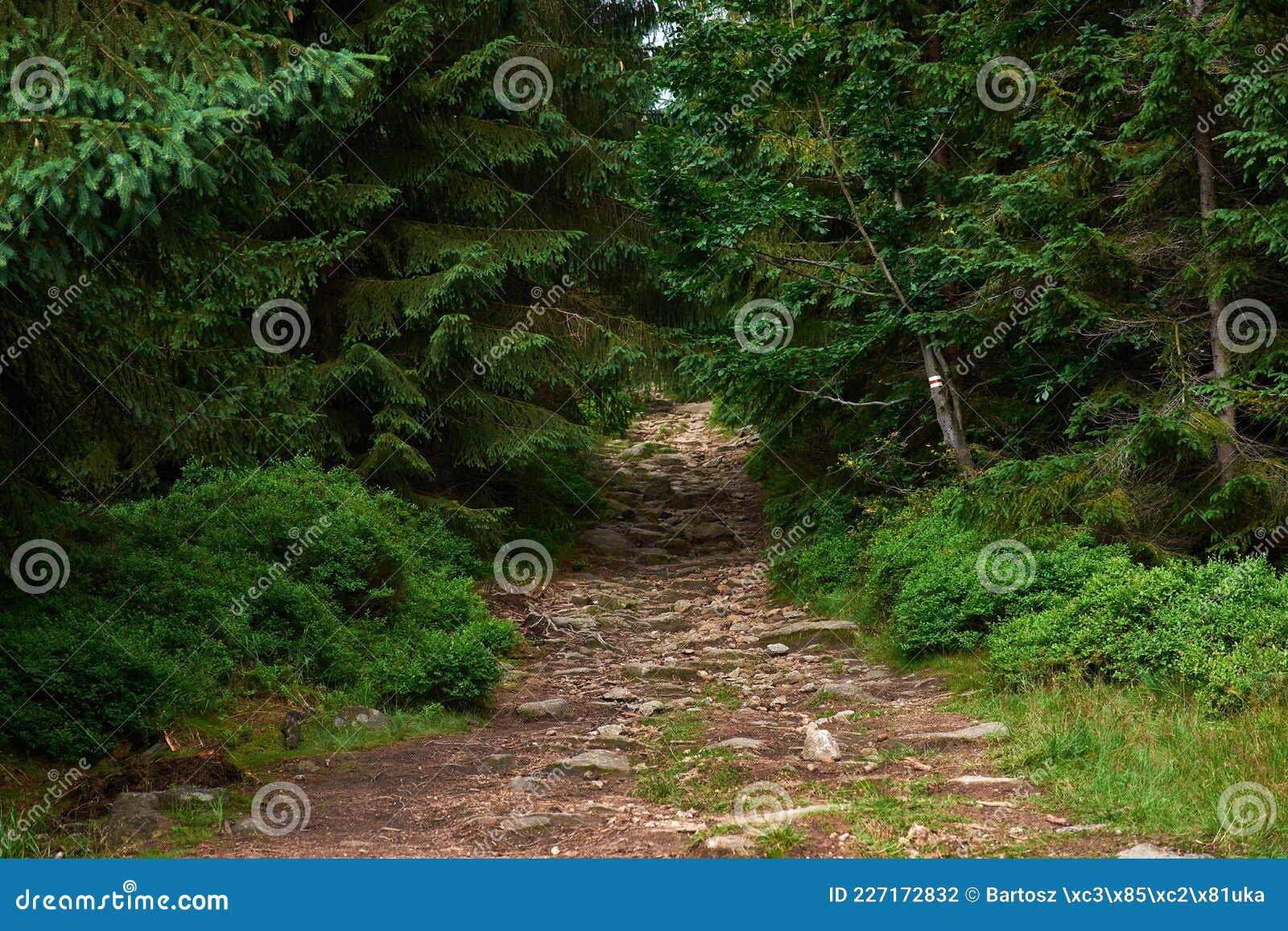 A Bumpy Path Covered with Stones Hidden in Dense Forest Stock Photo ...