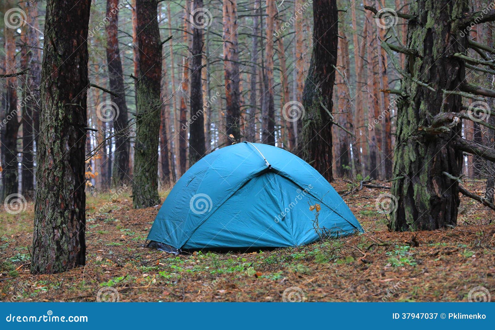 Tourist s tent in forest stock image. Image of touristic - 37947037
