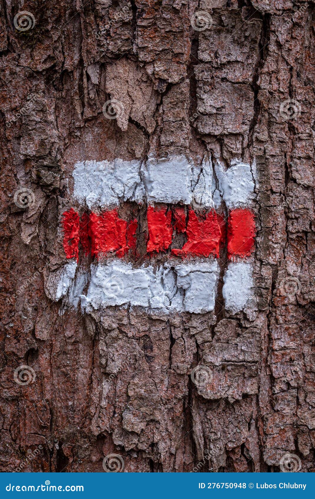 Tourist Sign on Tree Bark. Marking of Tourist Routes Stock Photo ...