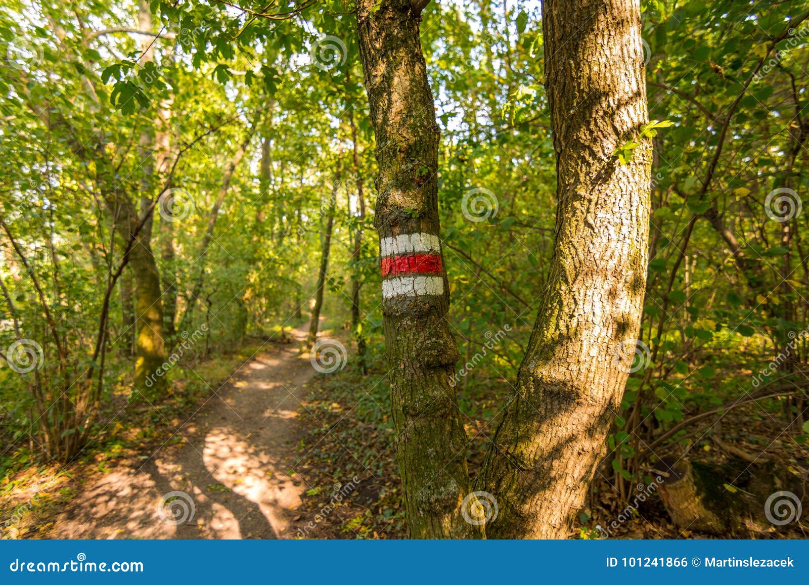 Tourist Sign on Tree Near Forest Path, Green Grass, Trees Stock Photo ...