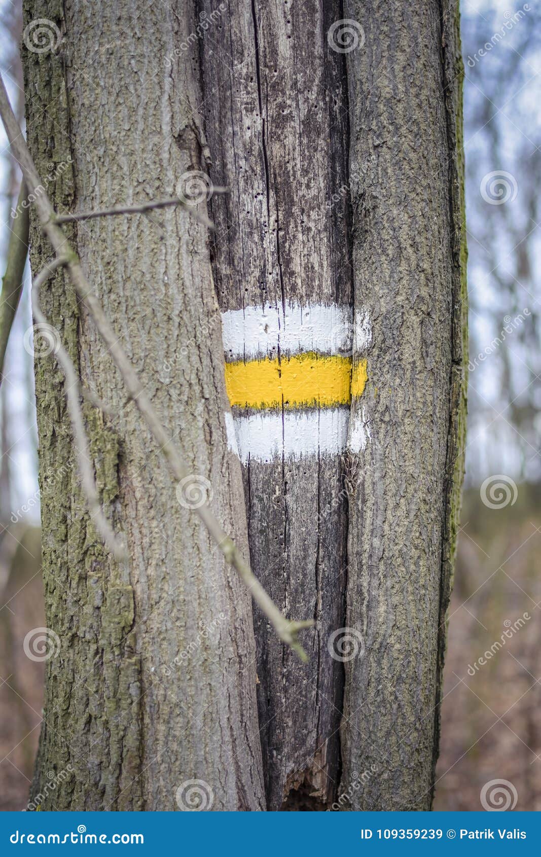Tourist sign on the tree. stock image. Image of guide - 109359239