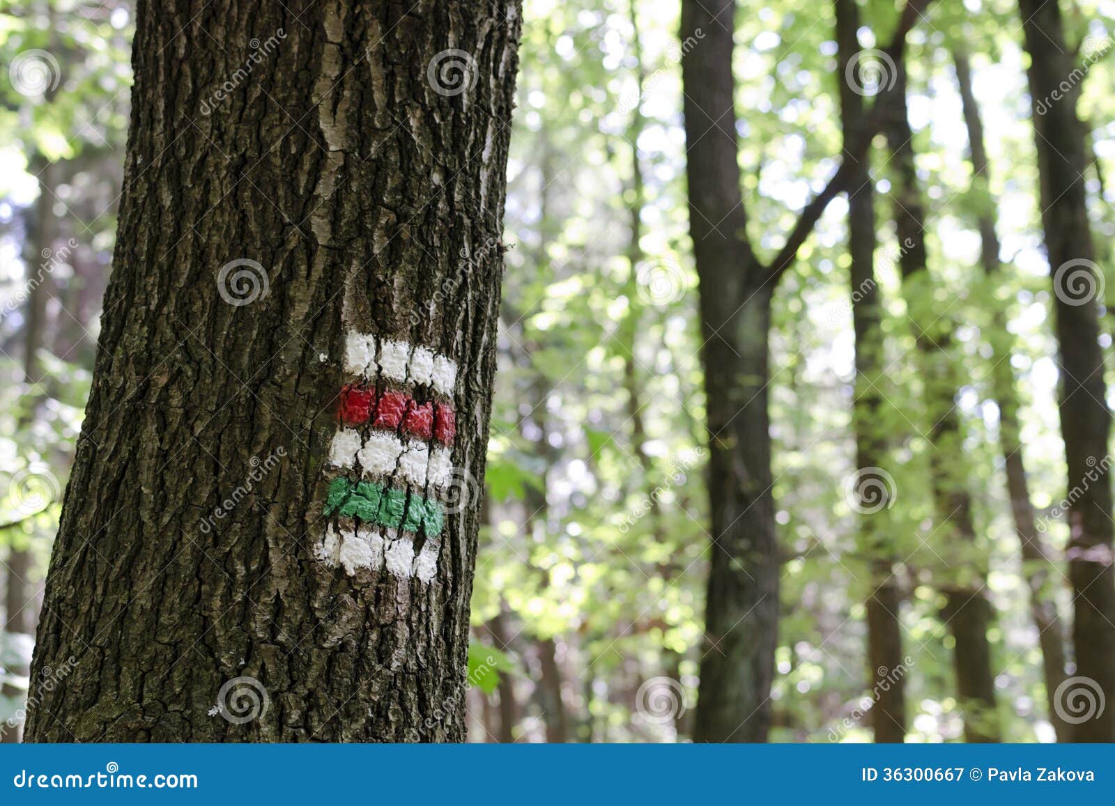 Tourist signpost in forest stock image. Image of guide - 36300667