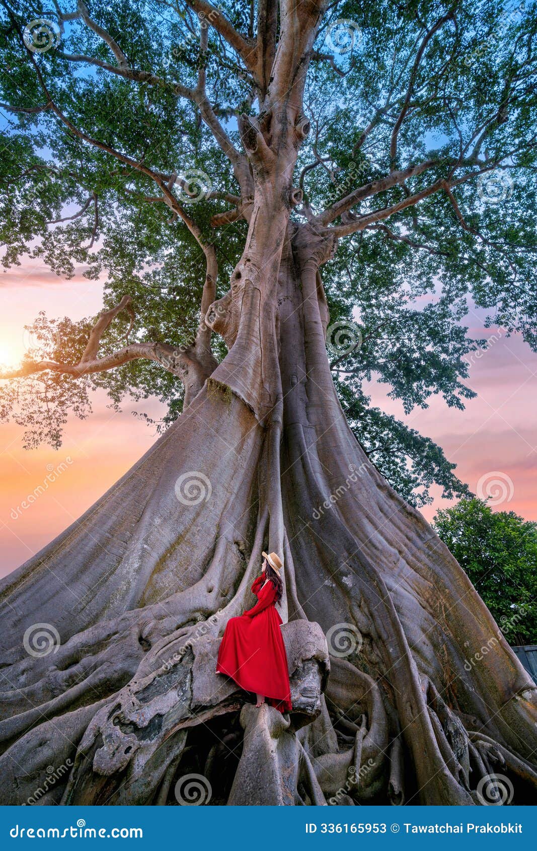 Tourist Sitting on Bayan Ancient Tree in Bali, Indonesia Stock Image ...